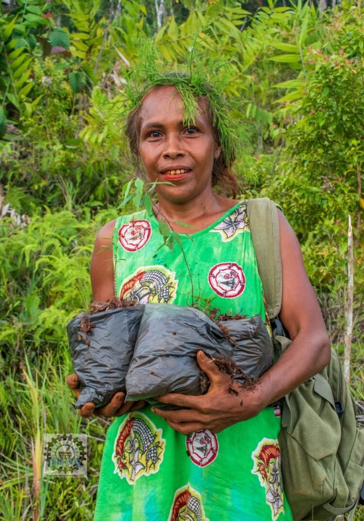 Hageulu Community Restores Endangered Tubi Trees in Isabel Province ...