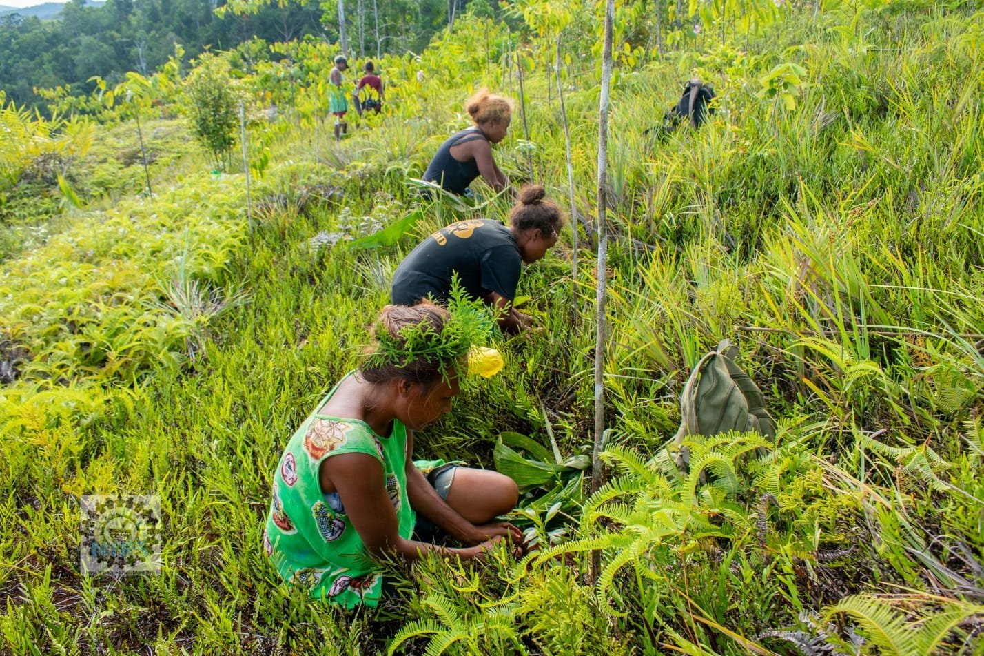 Hageulu Community Restores Endangered Tubi Trees in Isabel Province ...