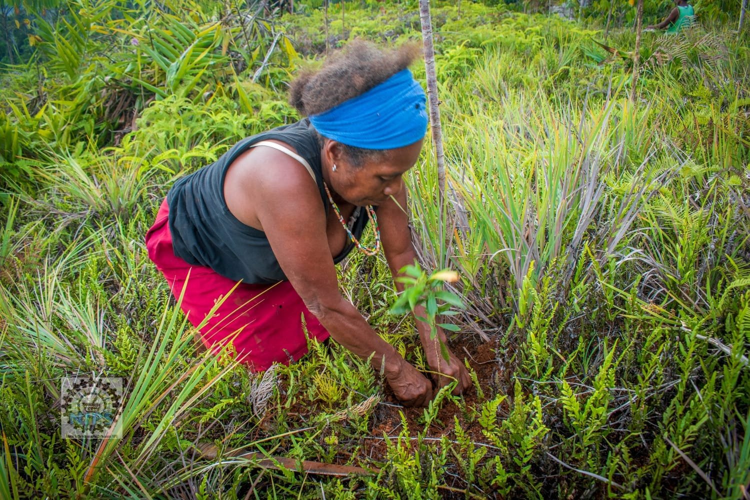 Hageulu Community Restores Endangered Tubi Trees in Isabel Province ...